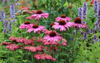 Garden Trends for 2024 to Look Out For - JParkers