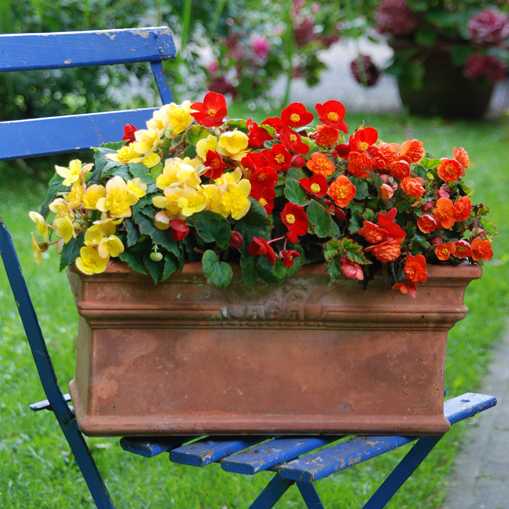 Out Of Season - Growing Guides - How to Plant and grow Begonia Tubers ...