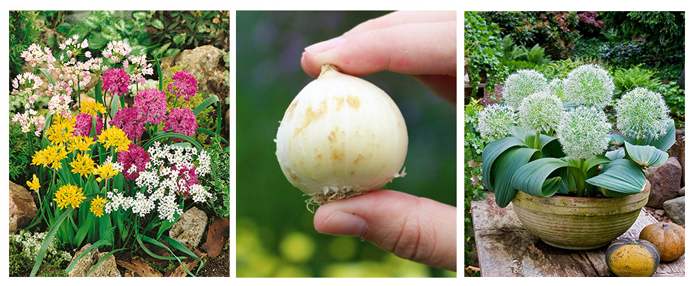 Out Of Season - Growing Guides - How to plant and grow Alliums - JParkers