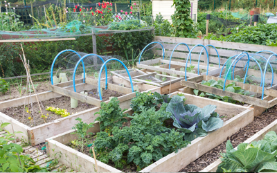 The benefits of owning allotments - JParkers