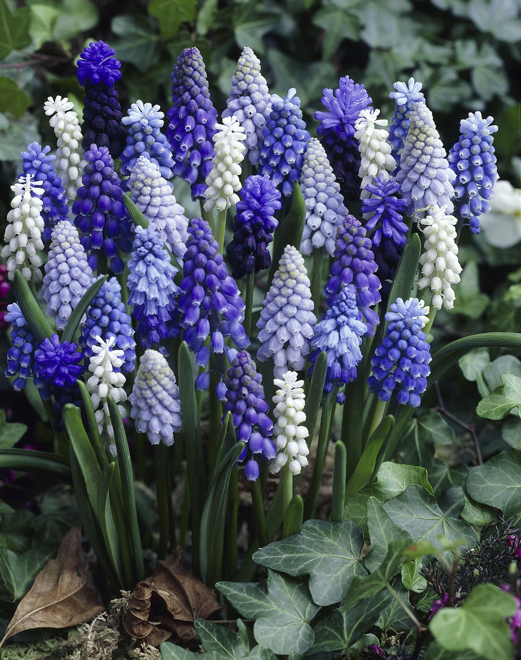 Out Of Season - Growing Guides - How to plant and grow Muscari (Grape Hyacinths) - JParkers