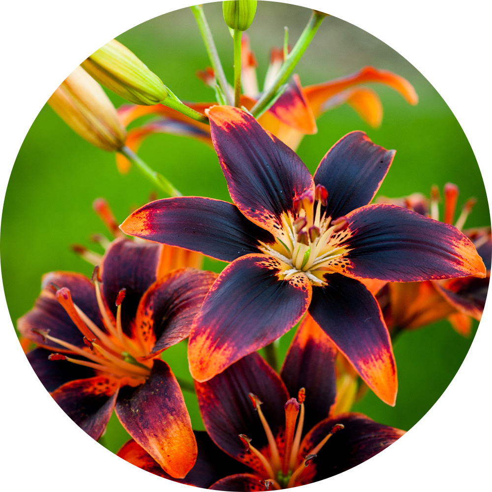 Out Of Season - Growing Guides - How to plant and grow Lilies - JParkers