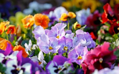 Our Favourite Summer Bedding Plants - JParkers