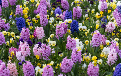 The Best Fragrant Flowers for Spring - JParkers