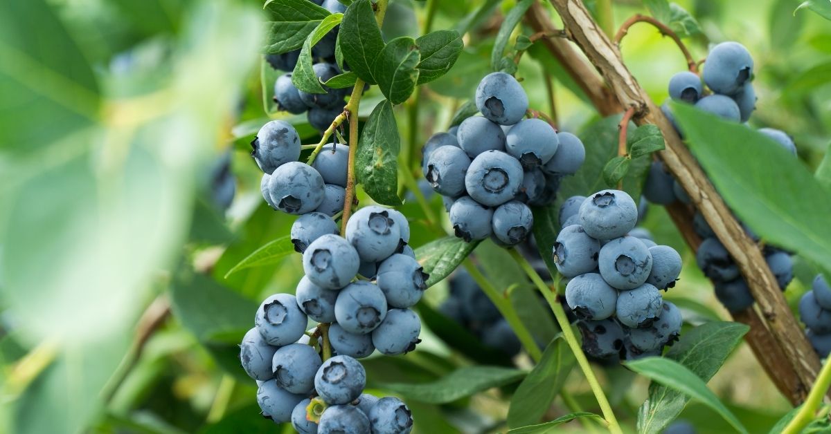 Grow Your Own: Blueberries (A Modern ‘Super Food’) - JParkers