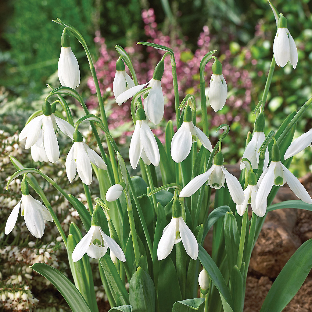 J. Parker's - Garden Plants & Bulbs