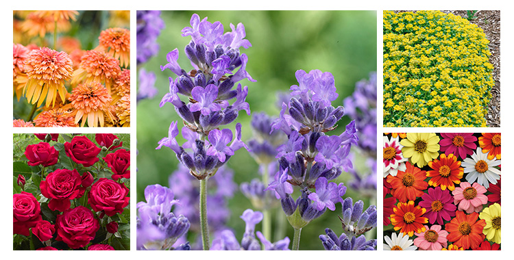 Dwarf Lavender Munstead (7cm Plug Plants) | J Parker Dutch Bulbs