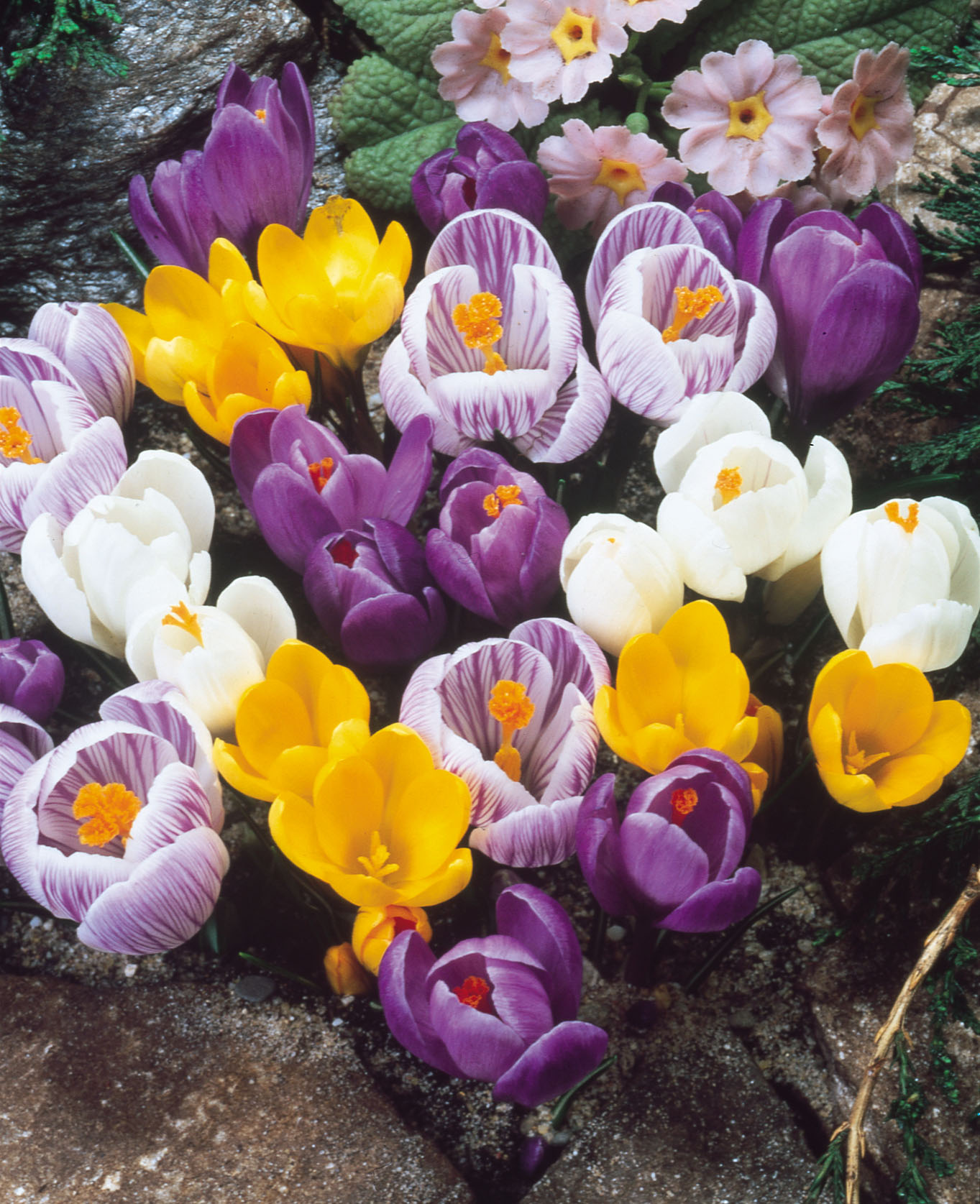 Out Of Season - Growing Guides - How to plant and grow Crocus - JParkers