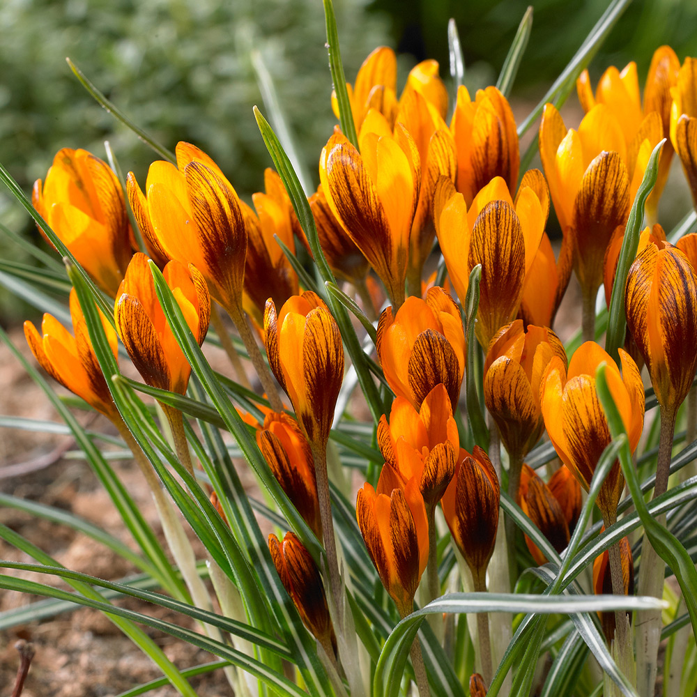 Out Of Season - Growing Guides - How to plant and grow Crocus - JParkers