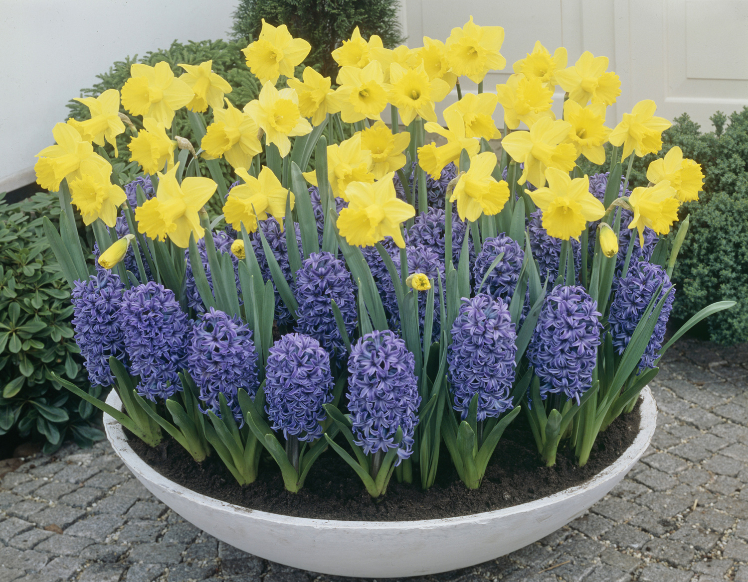 Out Of Season - Growing Guides - How to plant and grow Daffodil Bulbs ...