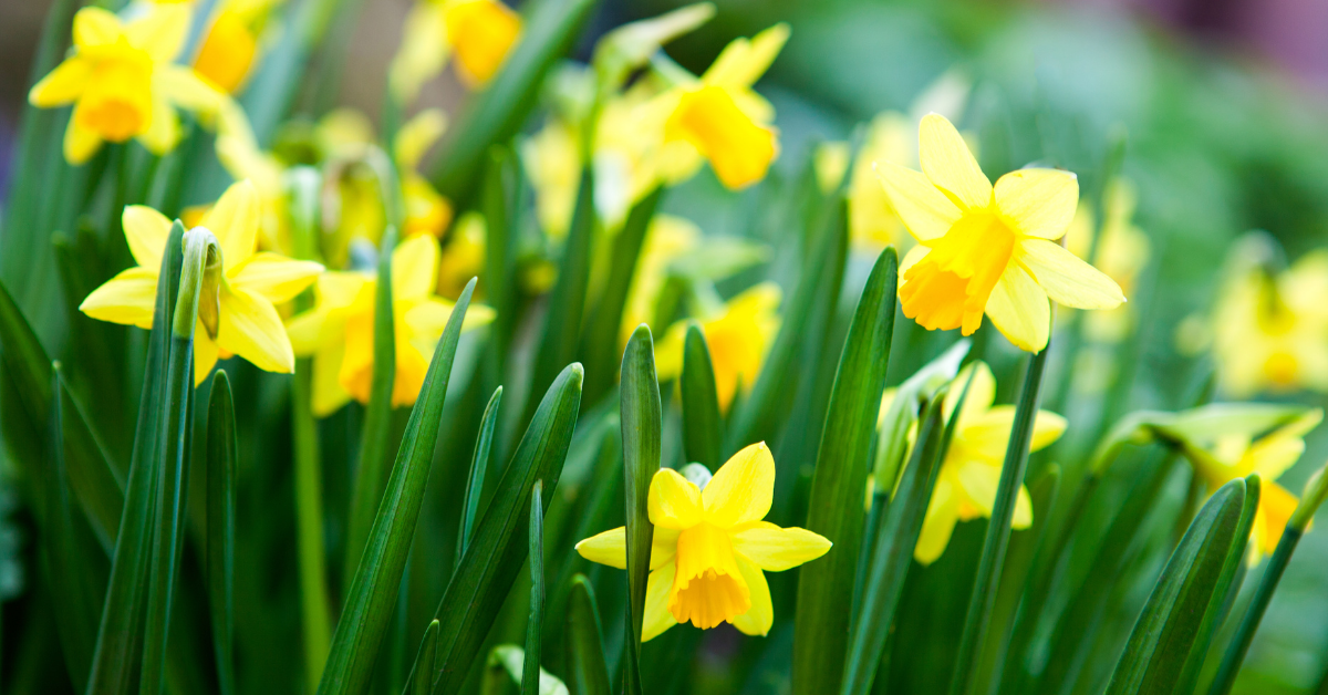 New Daffodils & Narcissus for Spring 2021 - JParkers