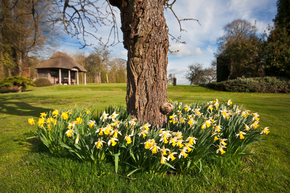 Out Of Season - Growing Guides - How to plant and grow Daffodil Bulbs ...