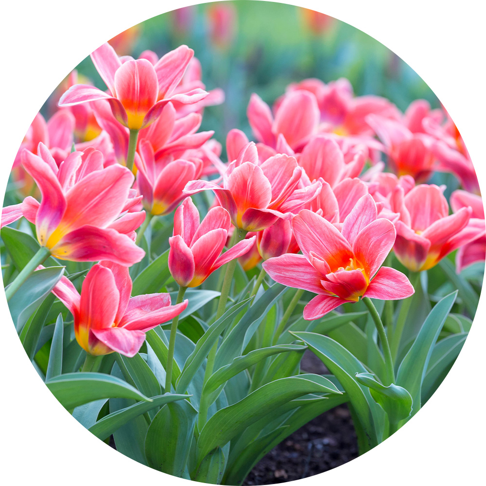Out Of Season - Growing Guides - How to plant and grow Tulips - JParkers
