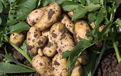 When to Plant Early Potatoes - JParkers