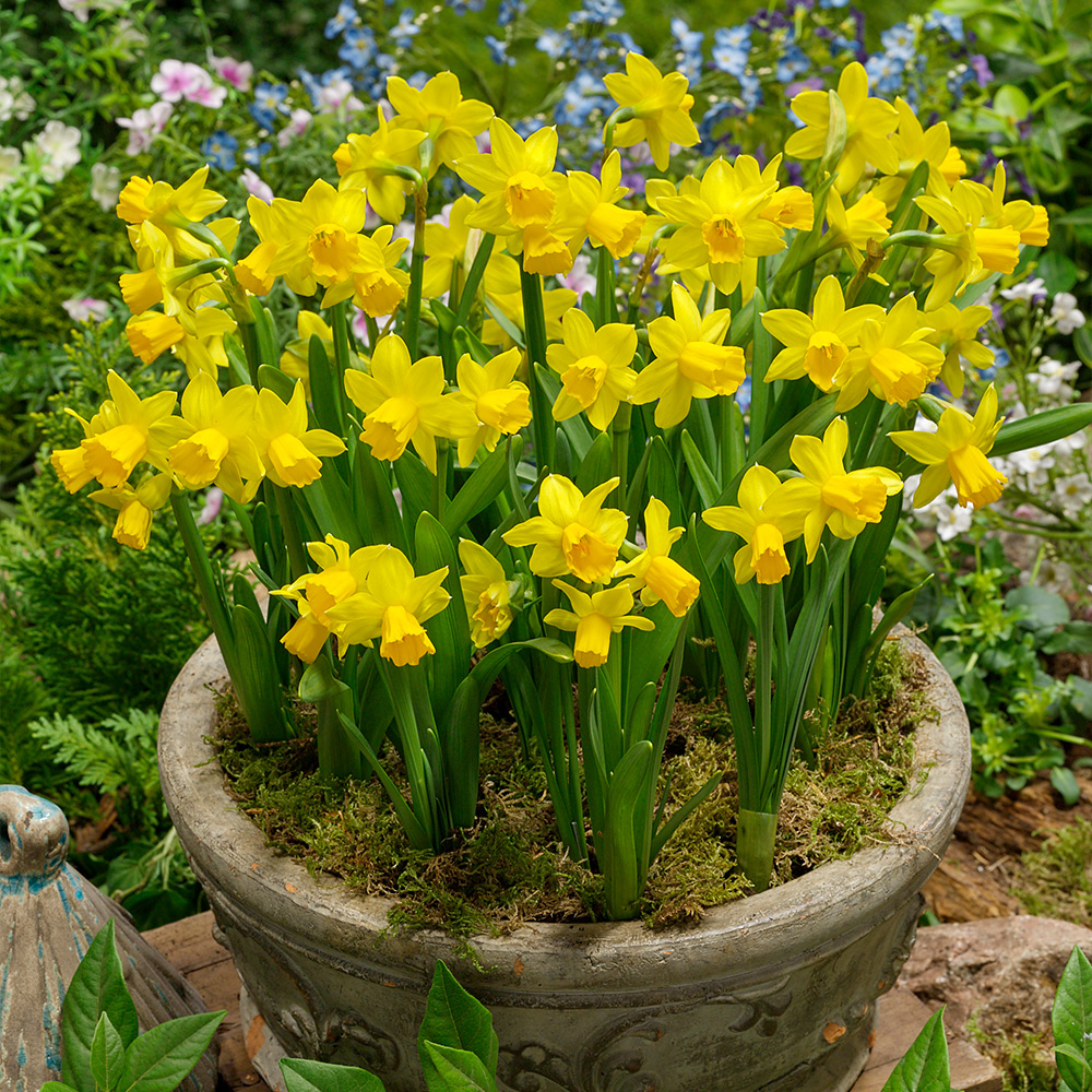 Out Of Season - Growing Guides - How to plant and grow Daffodil Bulbs ...