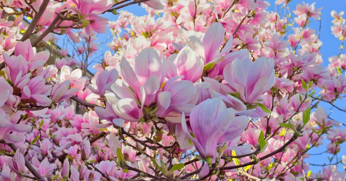 Trees Flowering Garden How To Pick The Best Flowering Trees For Your