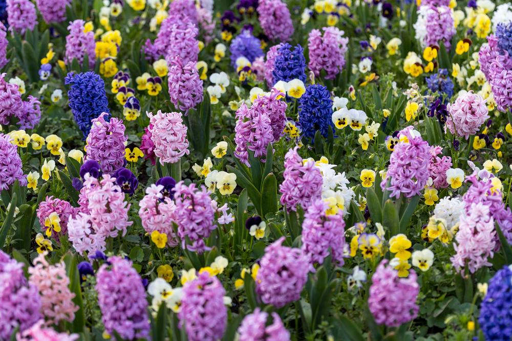 Fragrant Spring-Flowering Bulbs - JParkers