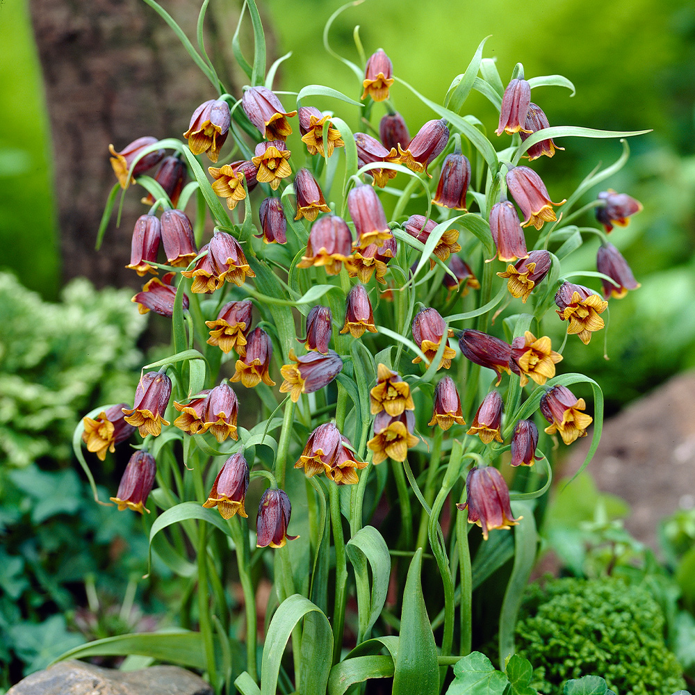 Out Of Season - Growing Guides - How to plant and grow Fritillaria ...