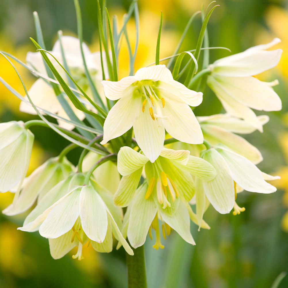Out Of Season - Growing Guides - How to plant and grow Fritillaria ...
