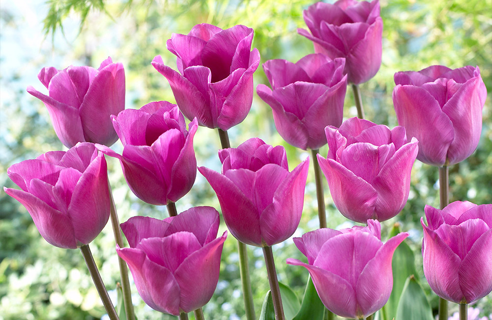 Journals - The Unique History of Tulip Bulbs - JParkers