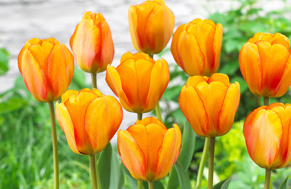 Journals - The Unique History of Tulip Bulbs - JParkers