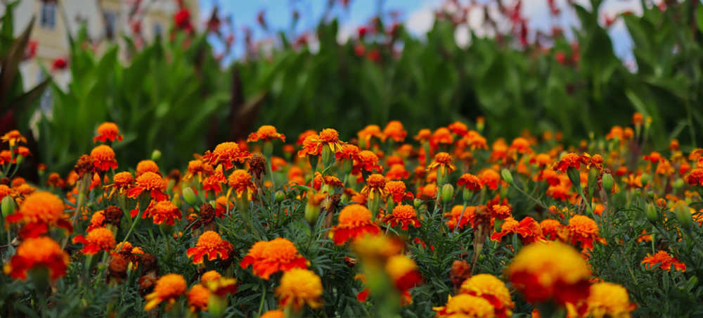 J. Parker's - Garden Plants & Bulbs