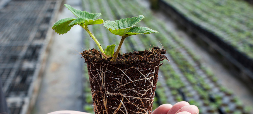 J. Parker's - Garden Plants & Bulbs