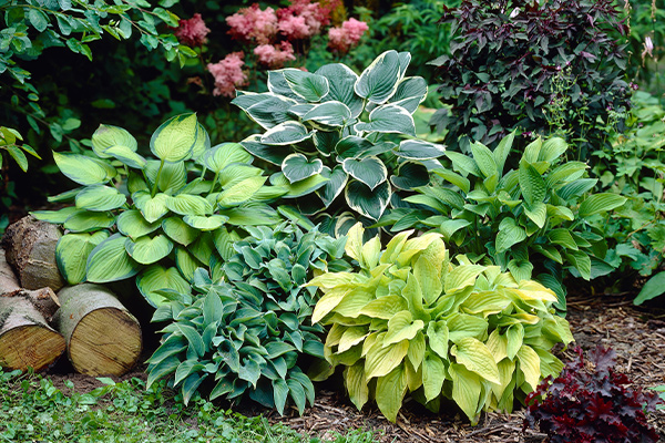 Hosta Honeybells (Fragrant) | J Parker Dutch Bulbs