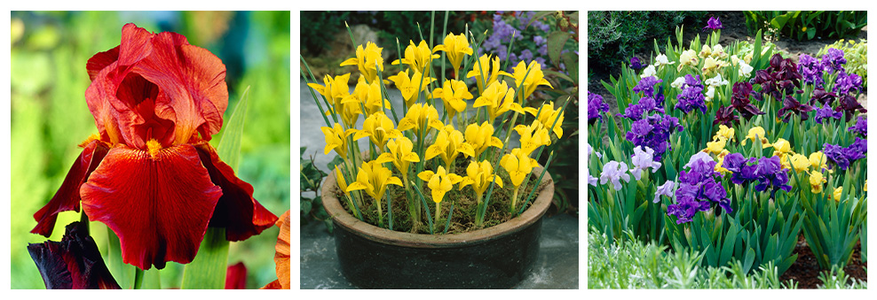 Out Of Season - Growing Guides - How to plant and grow Iris bulbs ...