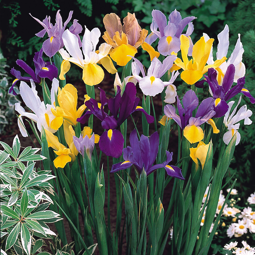 Out Of Season - Growing Guides - How to plant and grow Iris bulbs ...