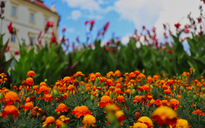 What to Do In the Garden In July - JParkers