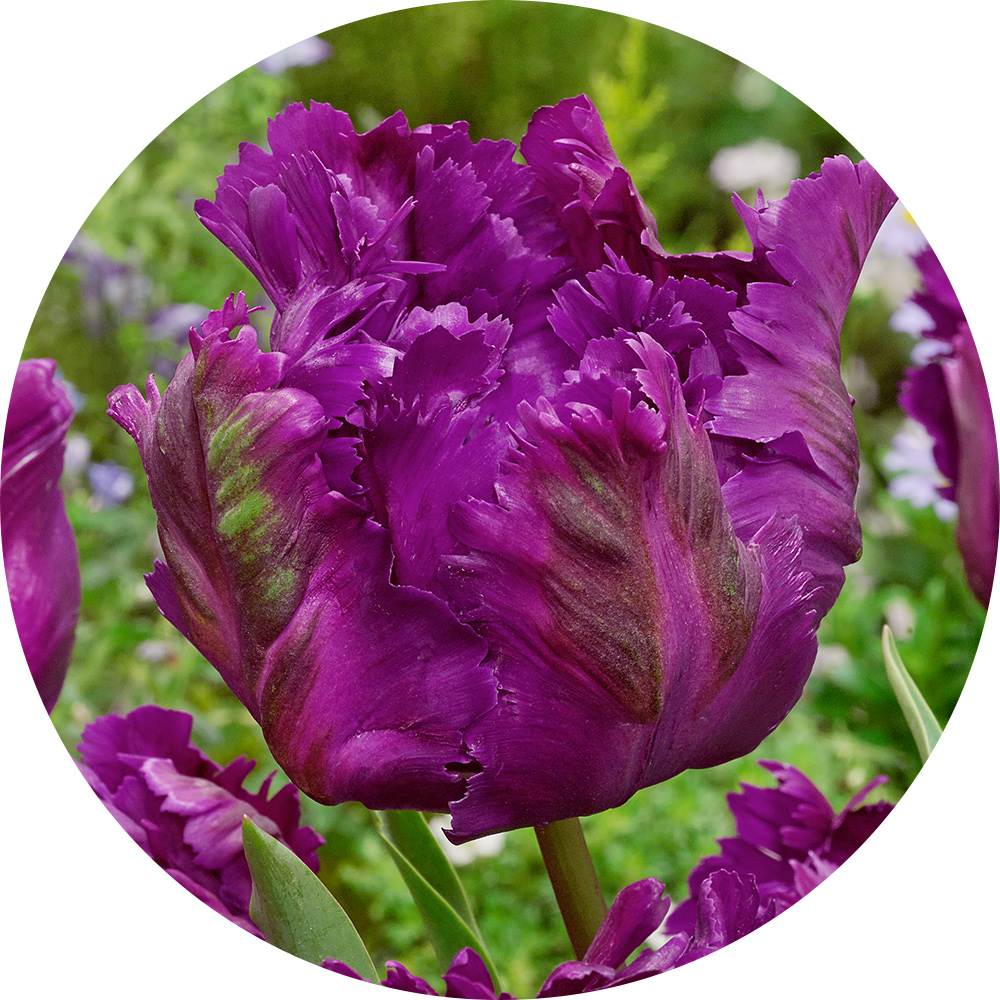 Out Of Season - Growing Guides - How to plant and grow Tulips - JParkers