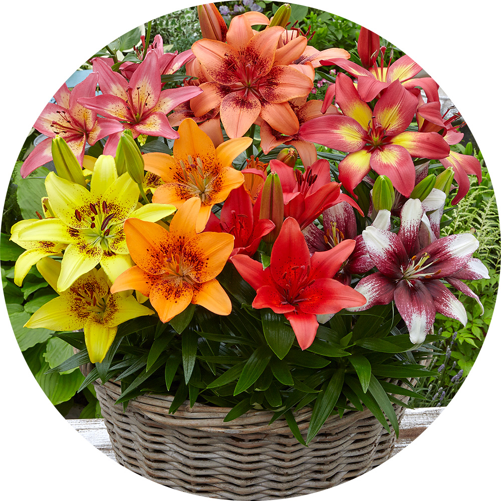 Out Of Season - Growing Guides - How to plant and grow Lilies - JParkers