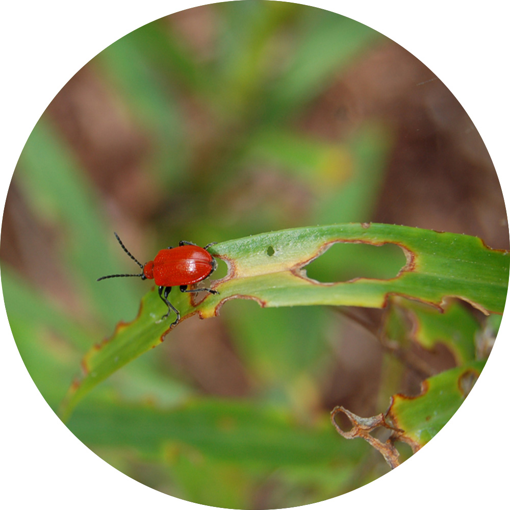 Out Of Season - Growing Guides - How to plant and grow Lilies - JParkers