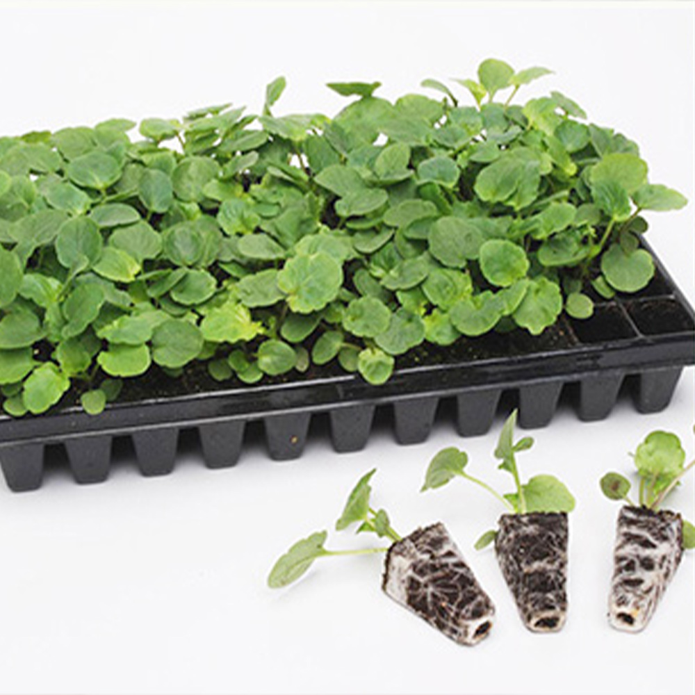 Secondo Grado Rubinetto Scusa What Are Plug Plants Ciotola Dipendenza 