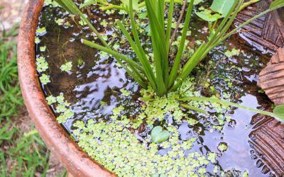 The Mini Pond Trend That’s Sweeping the Gardening World - JParkers