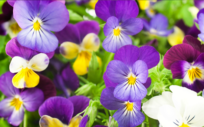 New Pansy Introductions for Winter and Spring! - JParkers