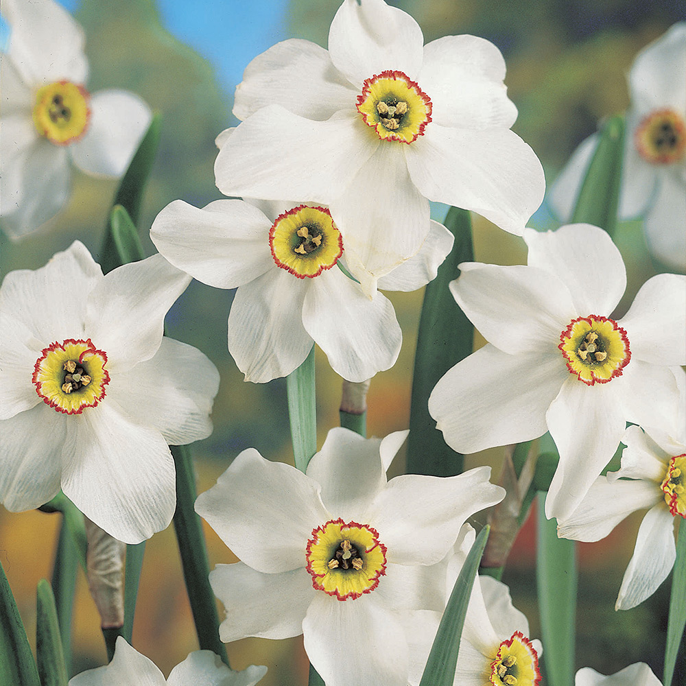 Out Of Season - Growing Guides - How to plant and grow Daffodil Bulbs ...
