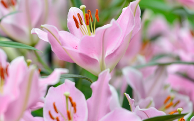 Pretty Pink Flowers to Inspire Your Garden - JParkers