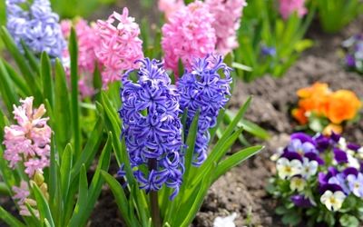 When to Plant Hyacinth Bulbs - JParkers