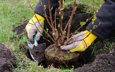 How & When to Plant Shrubs - JParkers