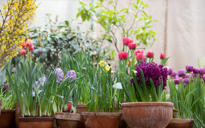 When to Plant Spring-flowering Bulbs - JParkers