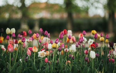 RHS AGM Winning Bulbs for Your Spring Displays - JParkers