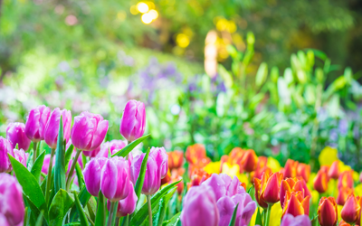 Spring Photo Competition 2021 Winners - JParkers