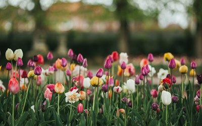 Tulips: Spring Garden Guide - JParkers