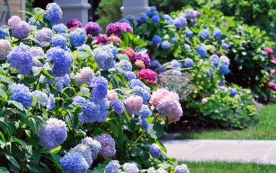 Summer Garden Essentials - JParkers