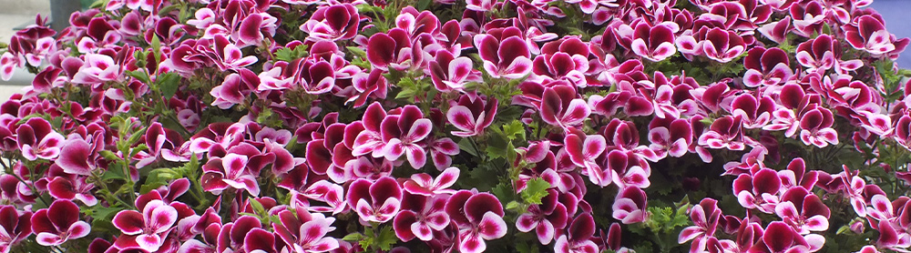 Out Of Season - Videos - Summer Bedding/Trailing Plants - JParkers