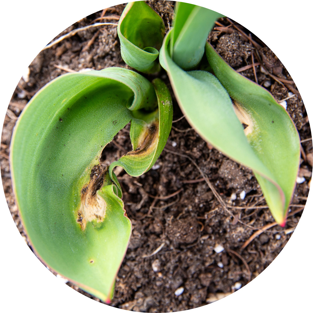 Out Of Season - Growing Guides - How to plant and grow Tulips - JParkers