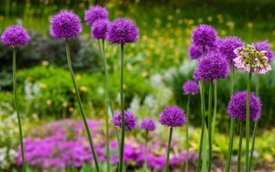 What to Plant with Alliums - Perfect Partner Plants - JParkers