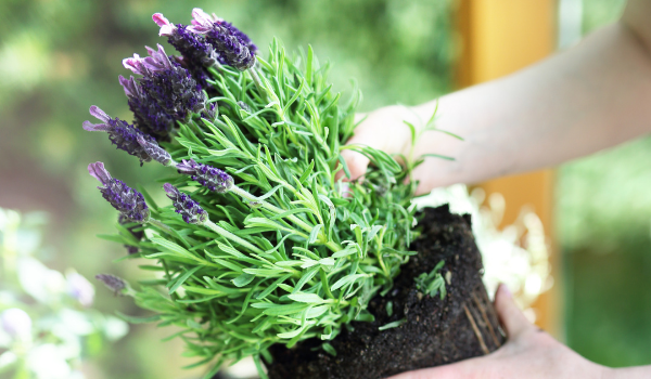 Dwarf Lavender Munstead (7cm Plug Plants) | J Parker Dutch Bulbs